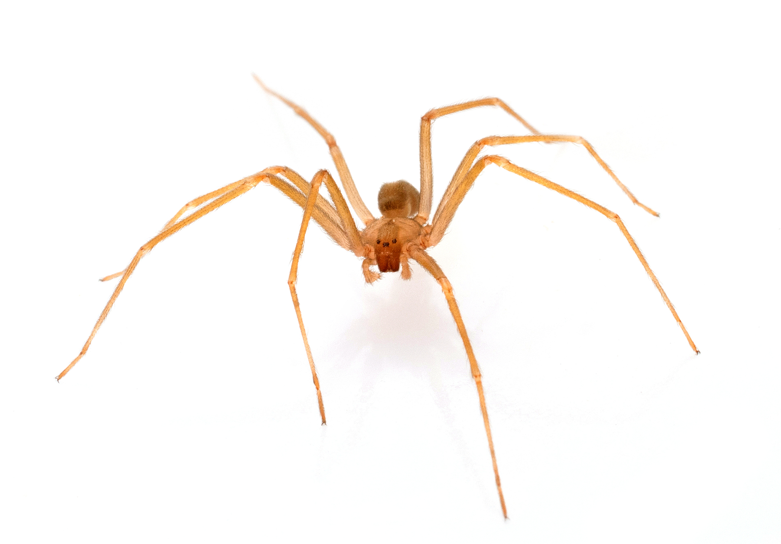 Brown Recluse Spider Bite: Symptoms & Treatment Guide