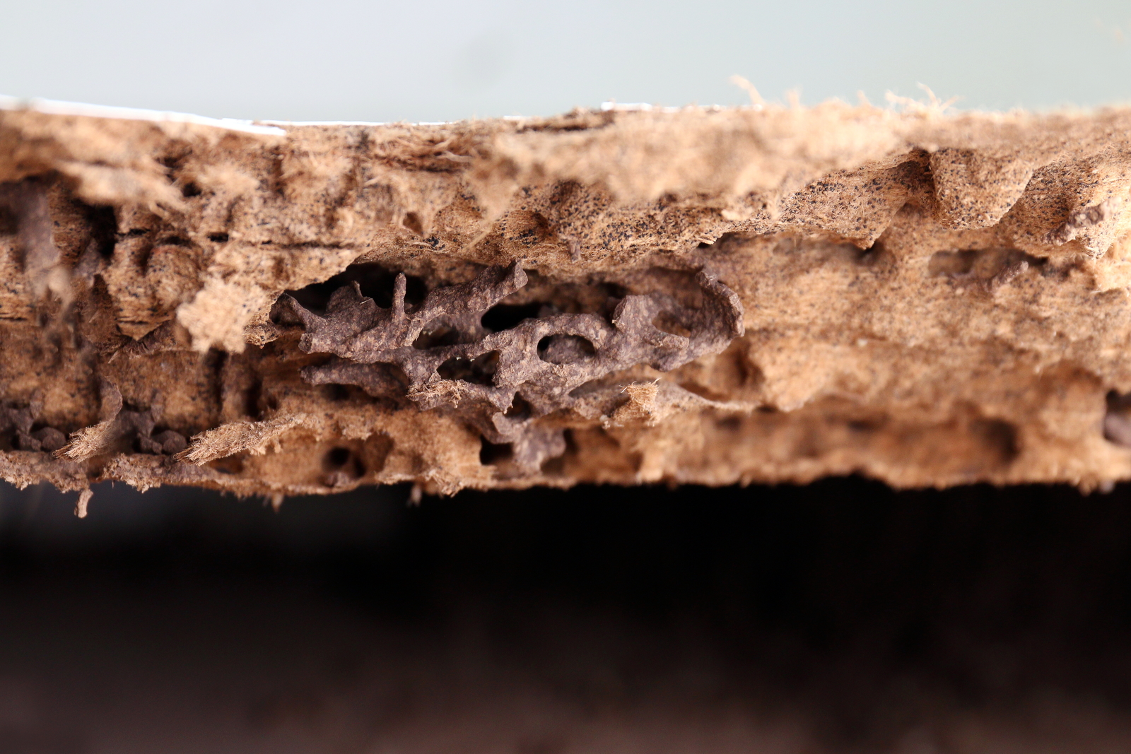 What Qualifies as an Infestation